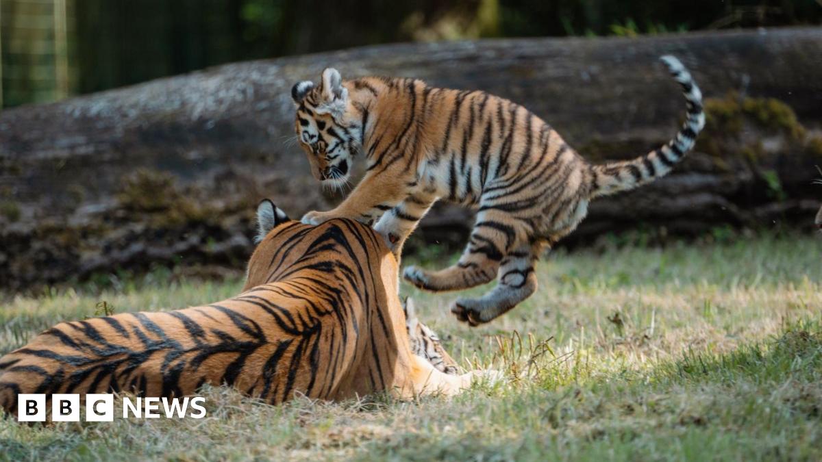 Wiltshire in pictures: Exotic animals and Stonehenge - BBC News
