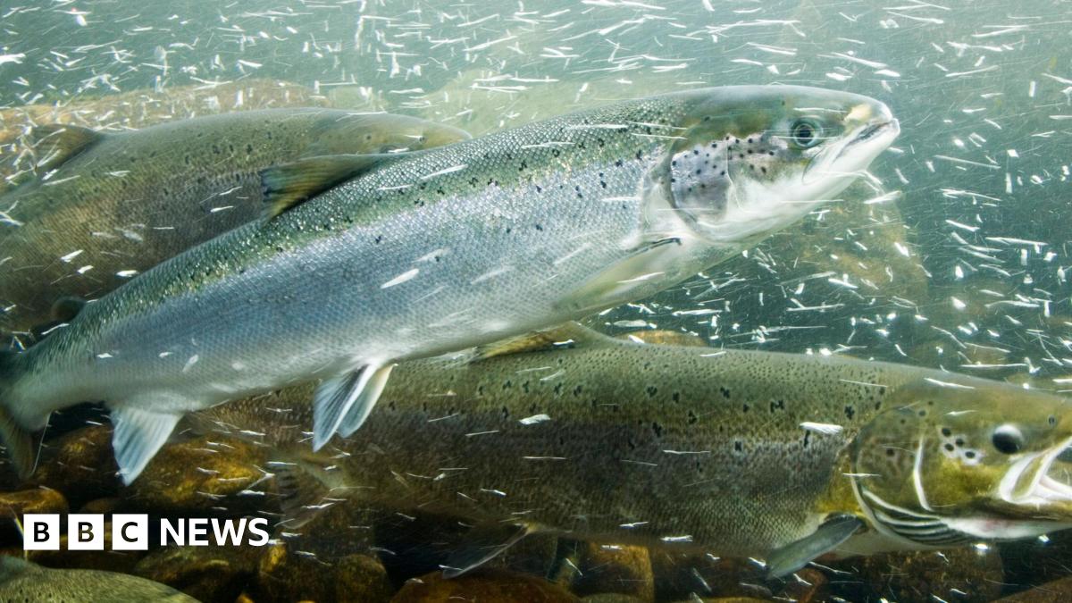 Salmon numbers dwindling | Page 32 | Salmon Fishing Forum