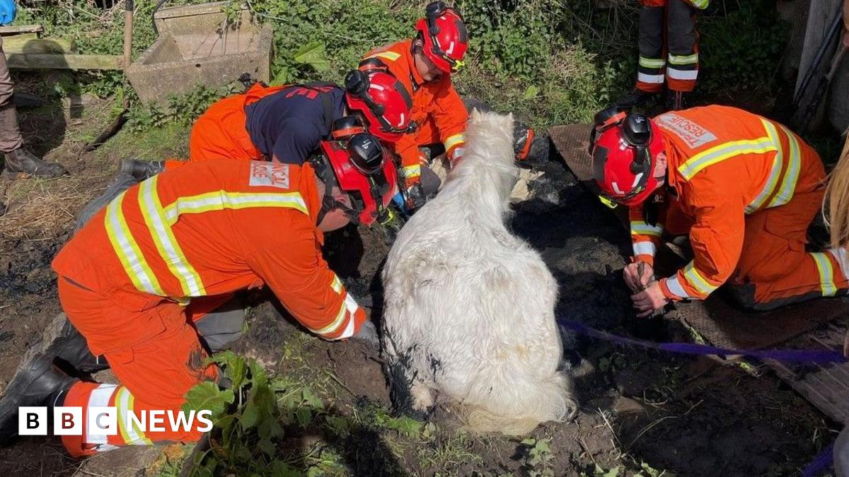 Rescue operation in Burbage after pony's spa day ruined - BBC News