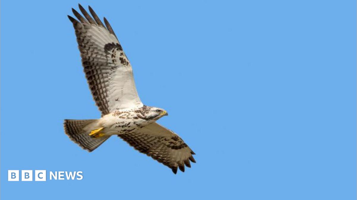 Foel Fenlli fell running race cancelled over dive-bombing buzzard - BBC ...