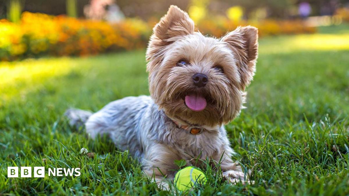 Leeds bailiff loses support dog discrimination case - BBC News
