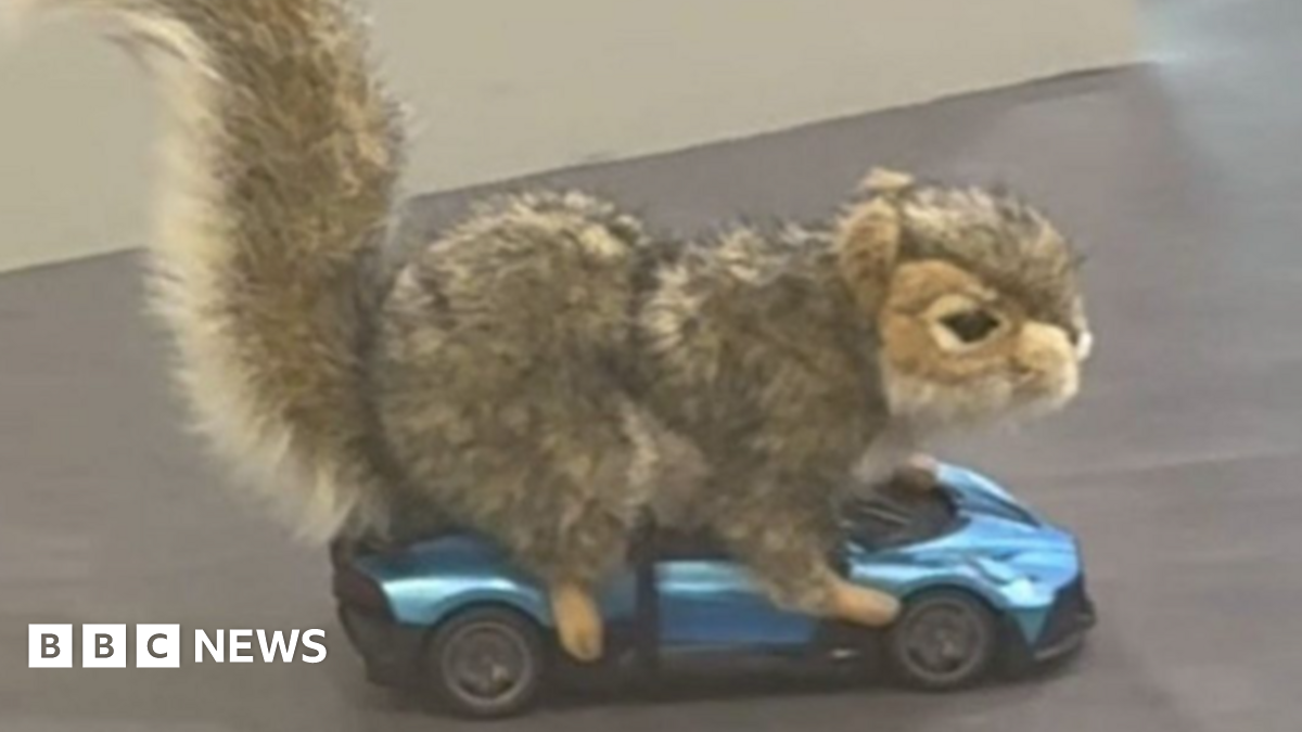 Remote-controlled squirrel helps train guide dogs - BBC News
