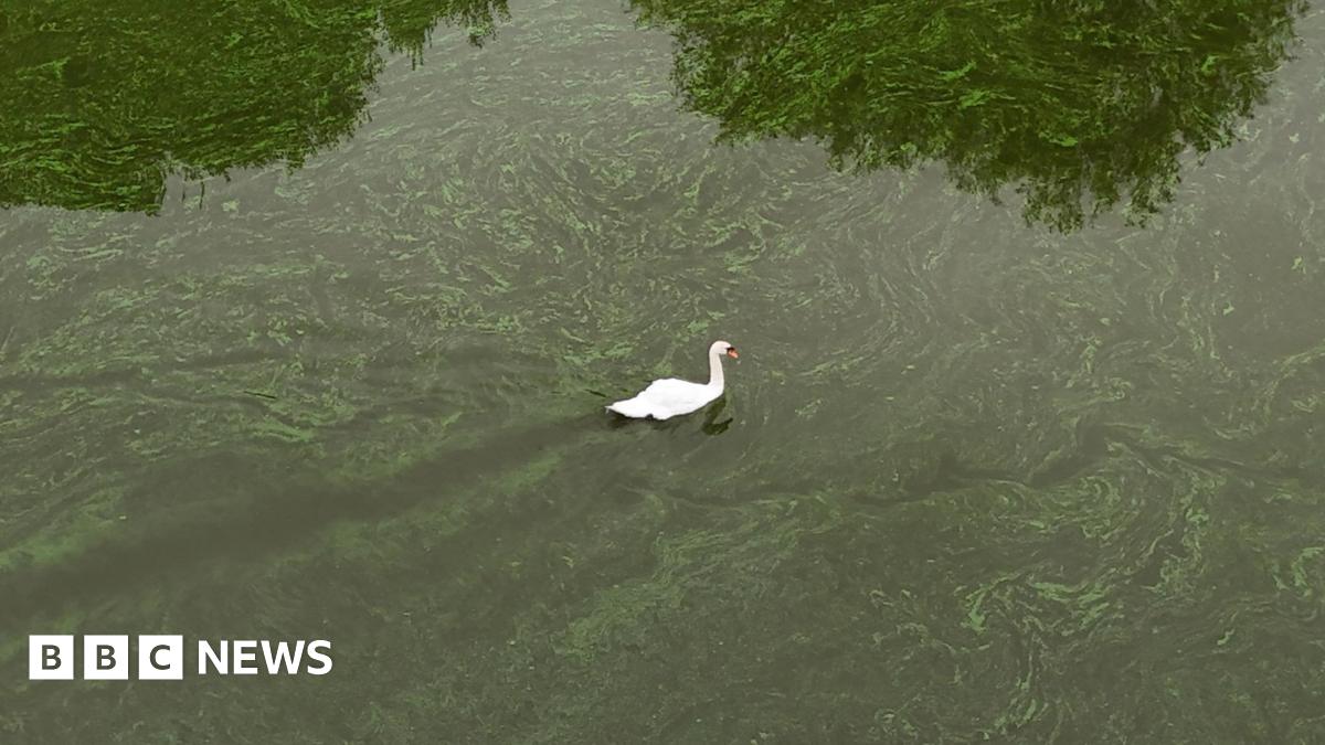 Water pollution: Group lead appointed to review Nutrients Action ...