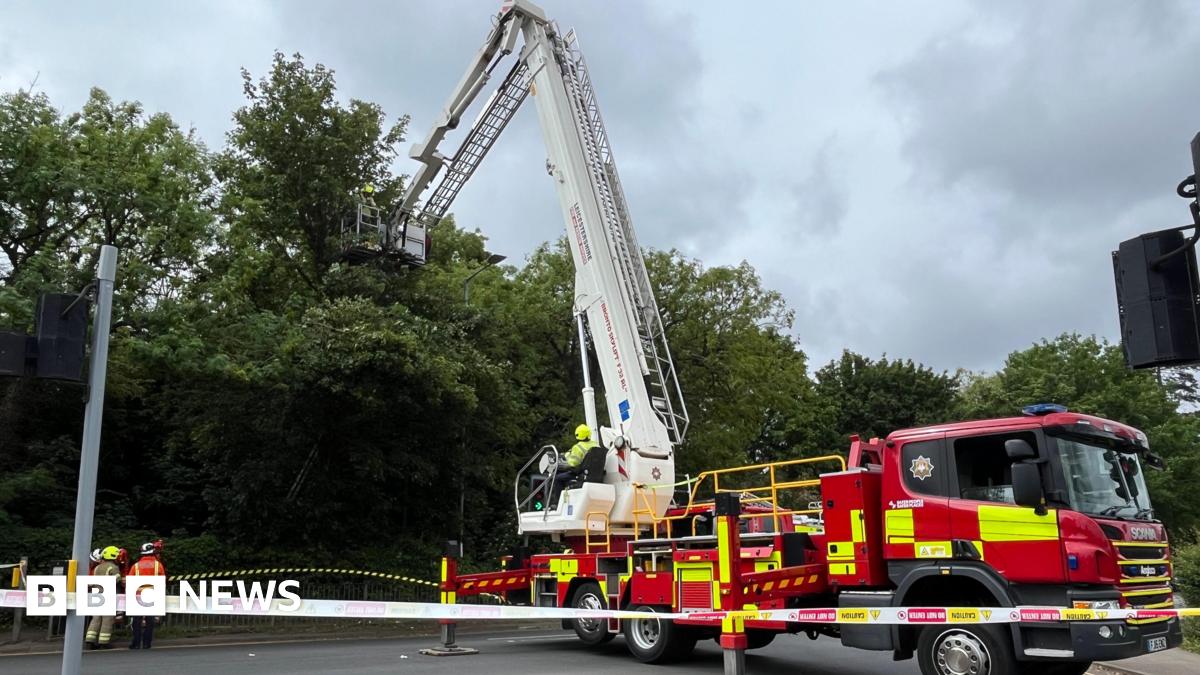 Man gets stuck up tree as he tries to rescue parrot in Thurnby - BBC News