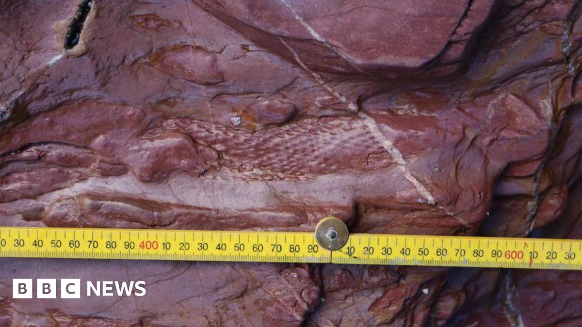 'Significant' tree fossil find at Devon cove - BBC News