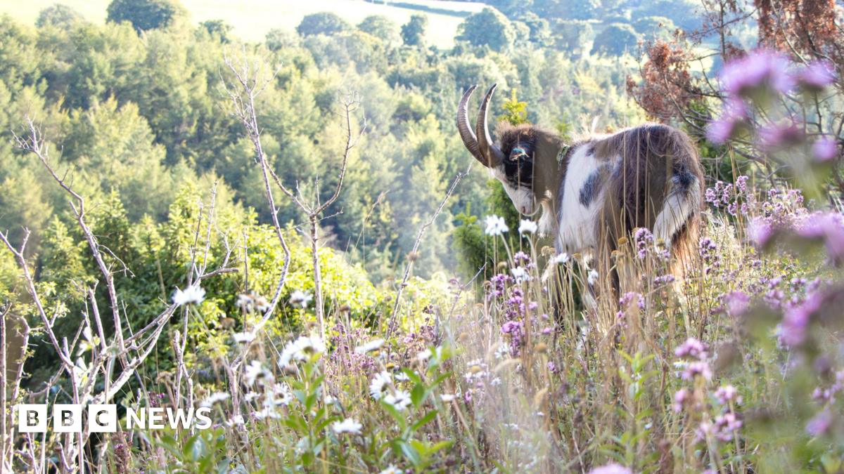 Project to liven up 'dull' Goblin Combe woodland for wildlife - BBC News