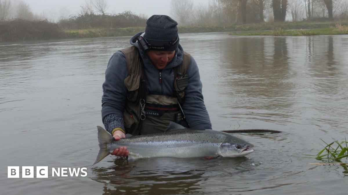 New rules for salmon and trout fishing in Cornwall - BBC News