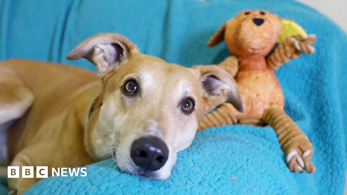 Shoreham Dogs Trust says foster carers 'urgently' needed - BBC News