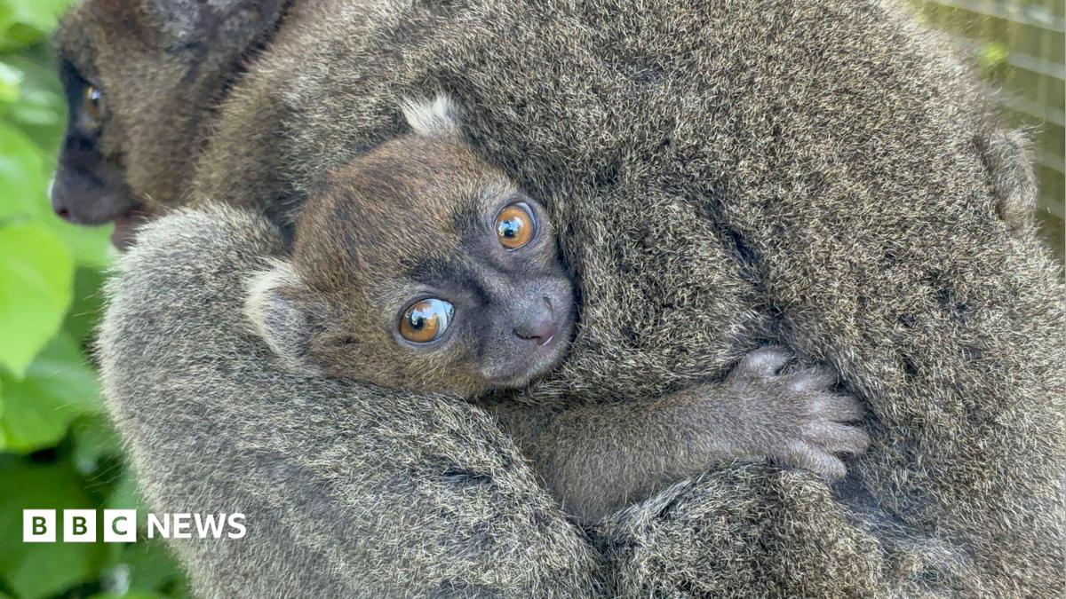 Birth of rare lemur celebrated by Cotswold Wildlife Park - BBC News