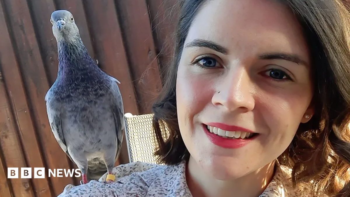 PR for pigeons: Woman's mission to give the birds a better image - BBC News