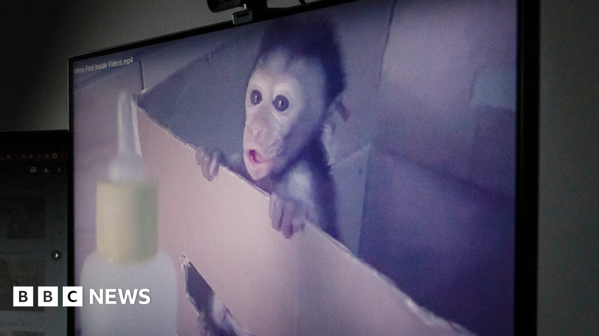 Airdrie woman jailed for sharing baby monkey torture videos - BBC News