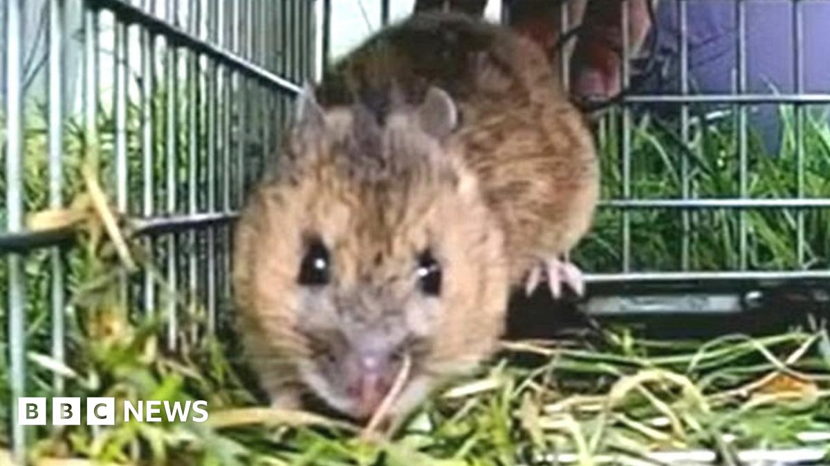 St Kilda's unusual meat-eating field mice - BBC News