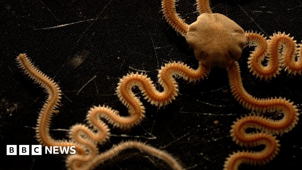 Huge plan to map the DNA of all life in British Isles - BBC News