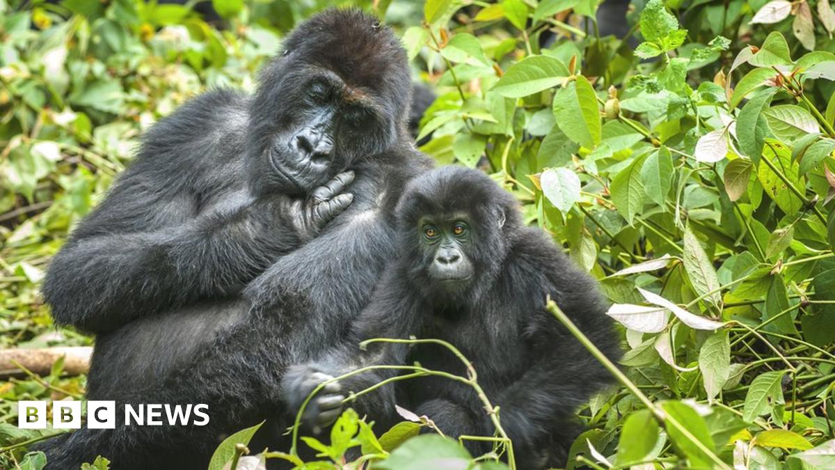 Wildlife in 'catastrophic decline' due to human destruction, scientists ...