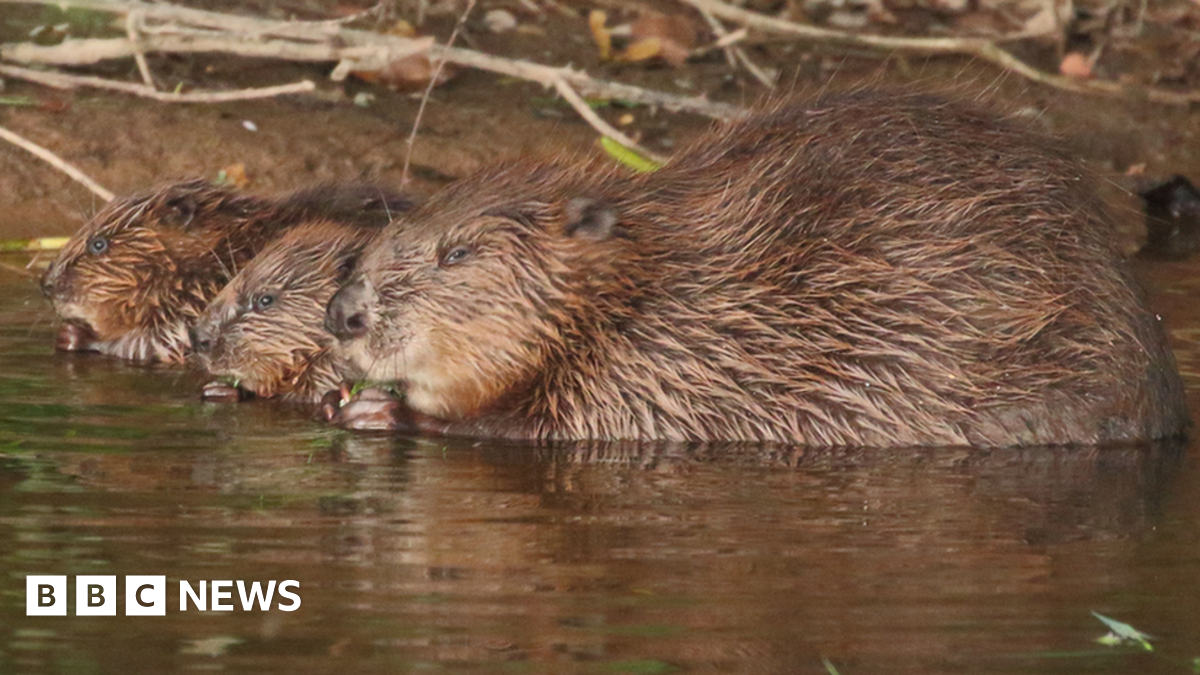Beaver families win legal 'right to remain' - BBC News