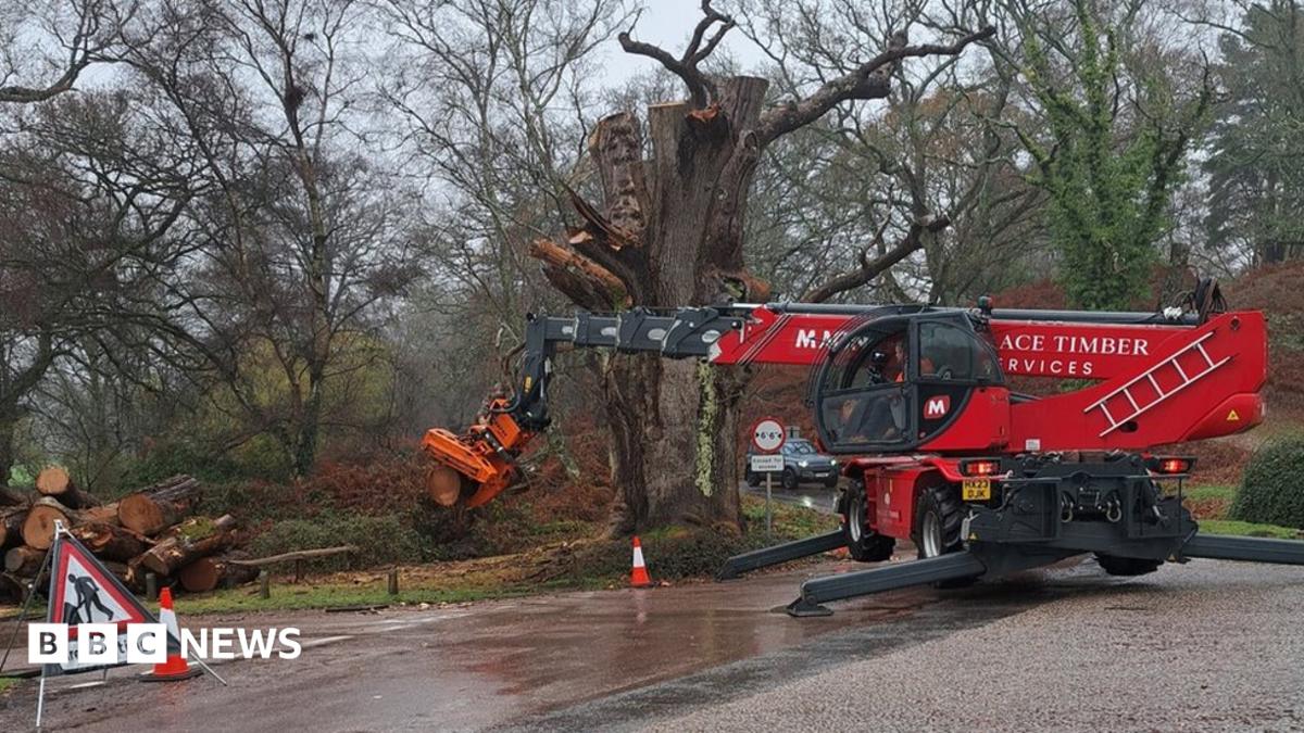 New Forest King Oak saved from being felled - BBC News