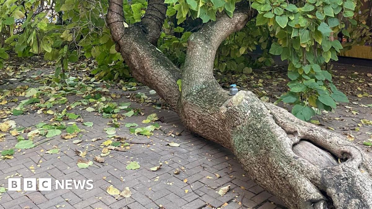 Newspapers and trending: Tree down in town centre - BBC News