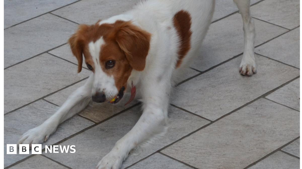 Canine copycats can mirror other dogs' emotions - BBC News