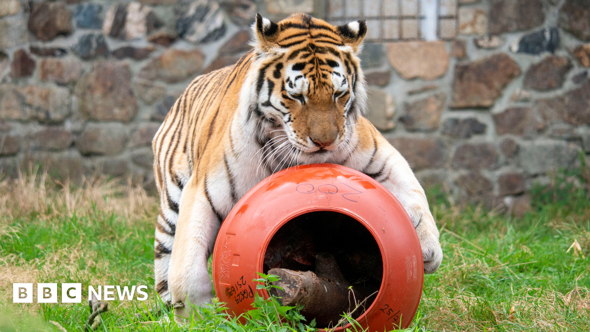 Dartmoor Zoo tiger given repurposed olive barrels to play with - BBC News