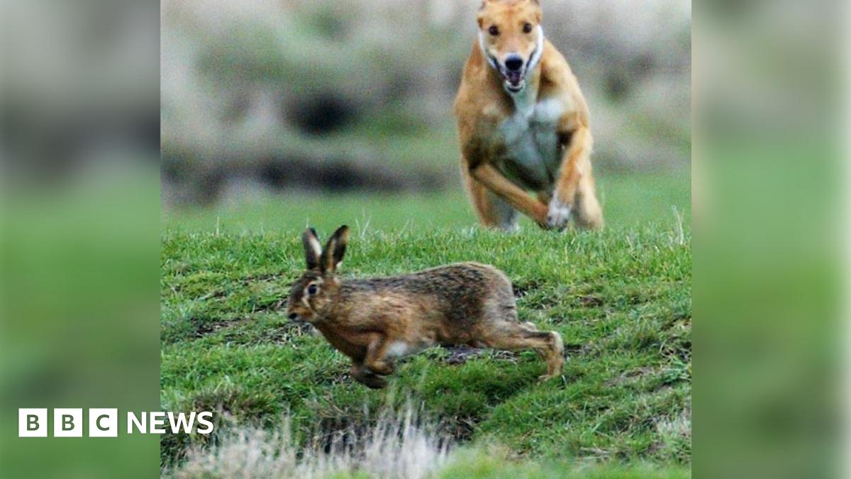 Suspected hare coursers ordered out of Lincolnshire - BBC News
