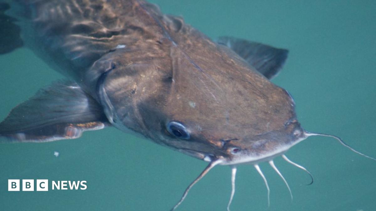 Australian man left bloodied after catfish 'assault' - BBC News