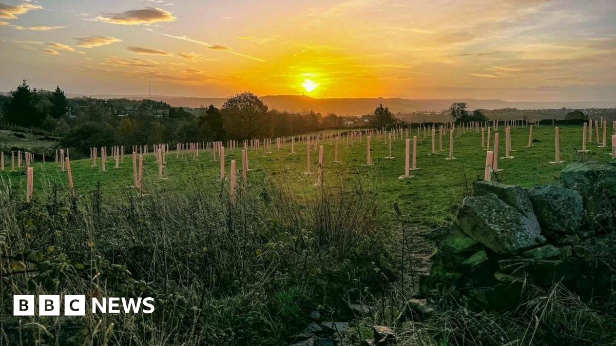 Yorkshire community forest named England's best - BBC News