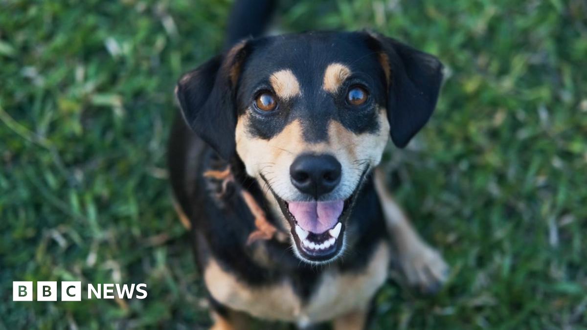 Dogs can cry when owners come home, study suggests - BBC News