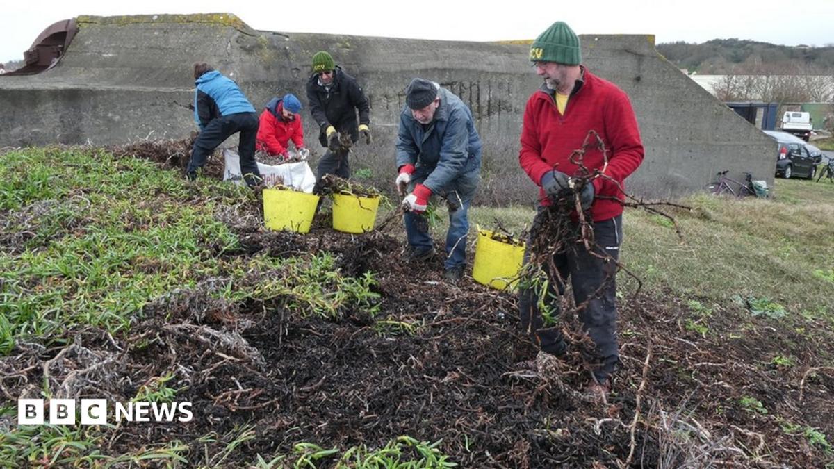 Guernsey Conservation Volunteers remove 25 tonnes of invasive sour fig ...