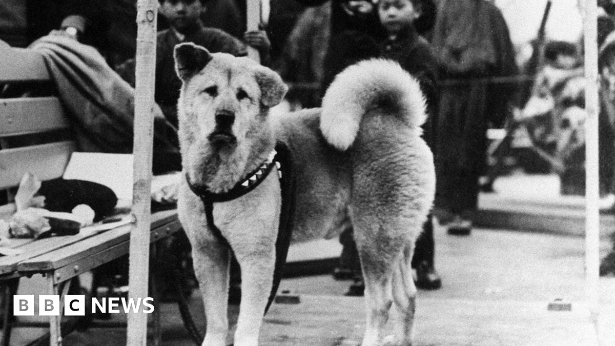 Hachiko: The world's most loyal dog turns 100 - BBC News