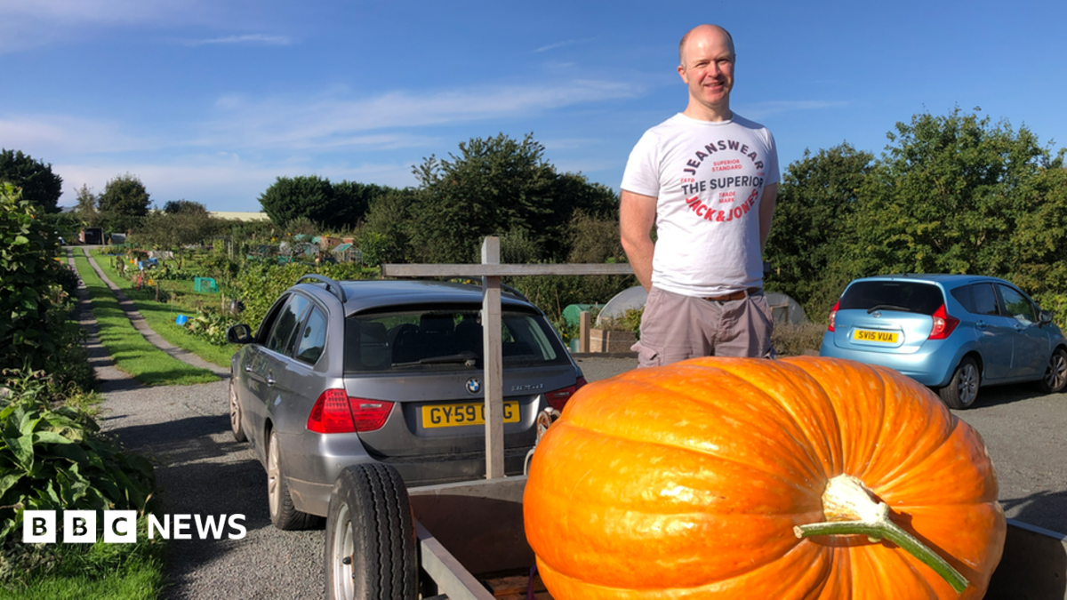 Shrewsbury 'sunflower man' hopes to win with giant pumpkin - BBC News