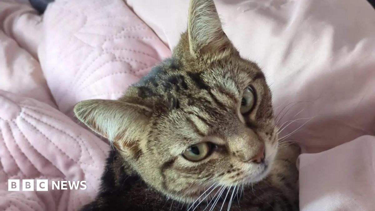Cat poisoning: Woman looking for answers after two cats die - BBC News