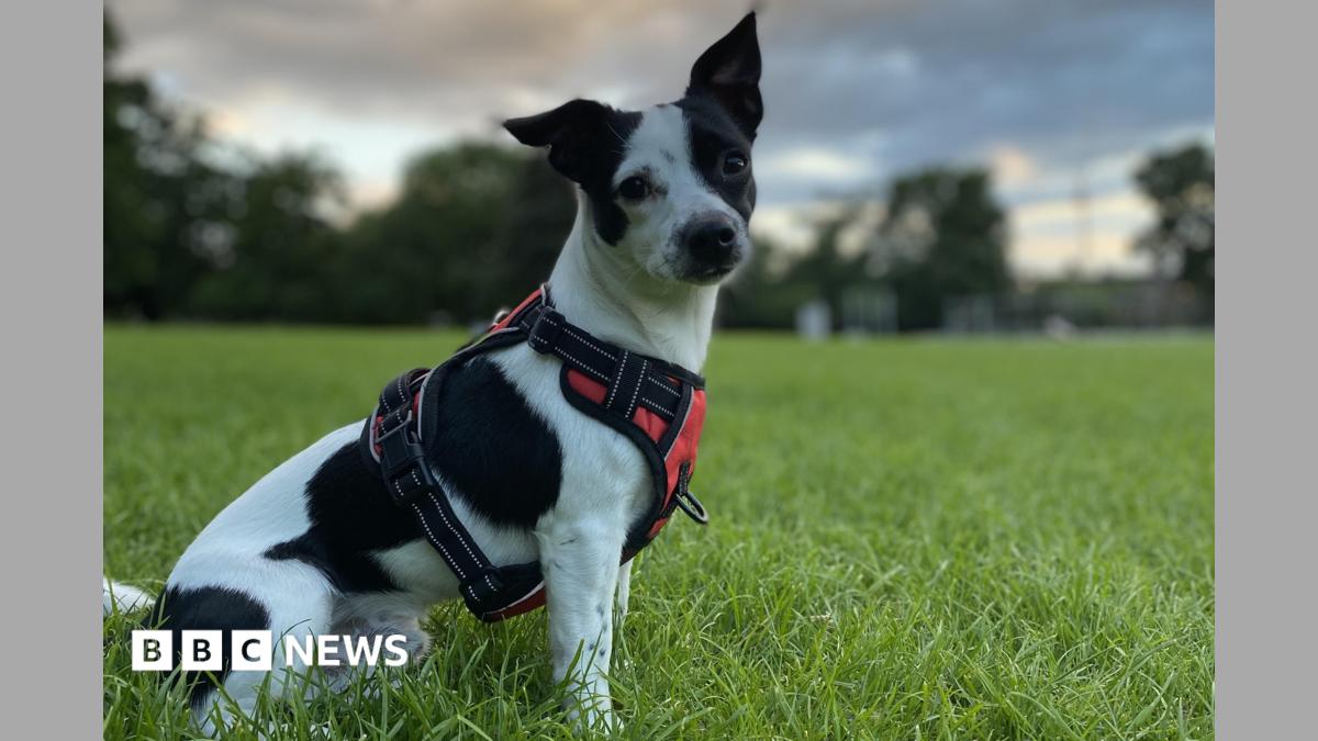 Pet dog killed by 'Pitbull-like' dog outside Camberwell home - BBC News