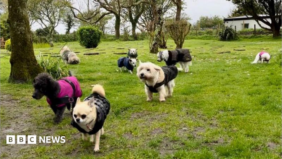 Big Walk: Dog owners stride out for the Cinnamon Trust - BBC News