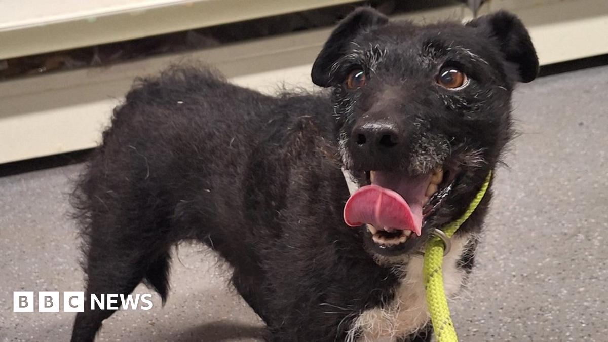 Missing dog found living in the wild in Sussex six years after ...