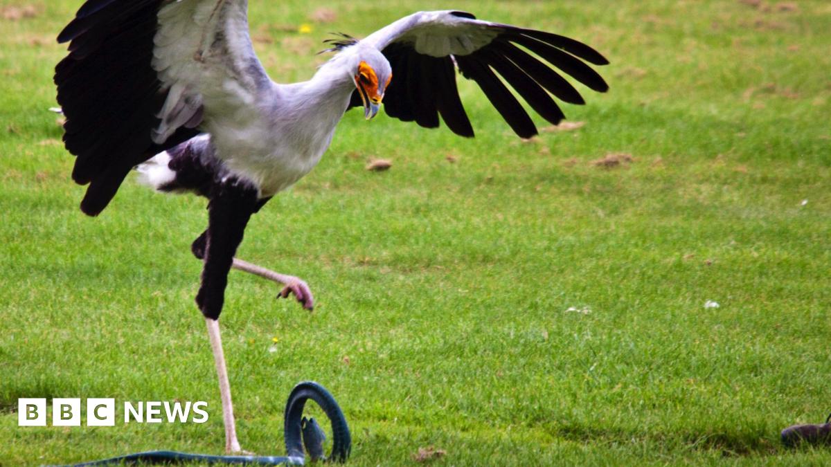 Lanky bird's killer kick quantified - BBC News