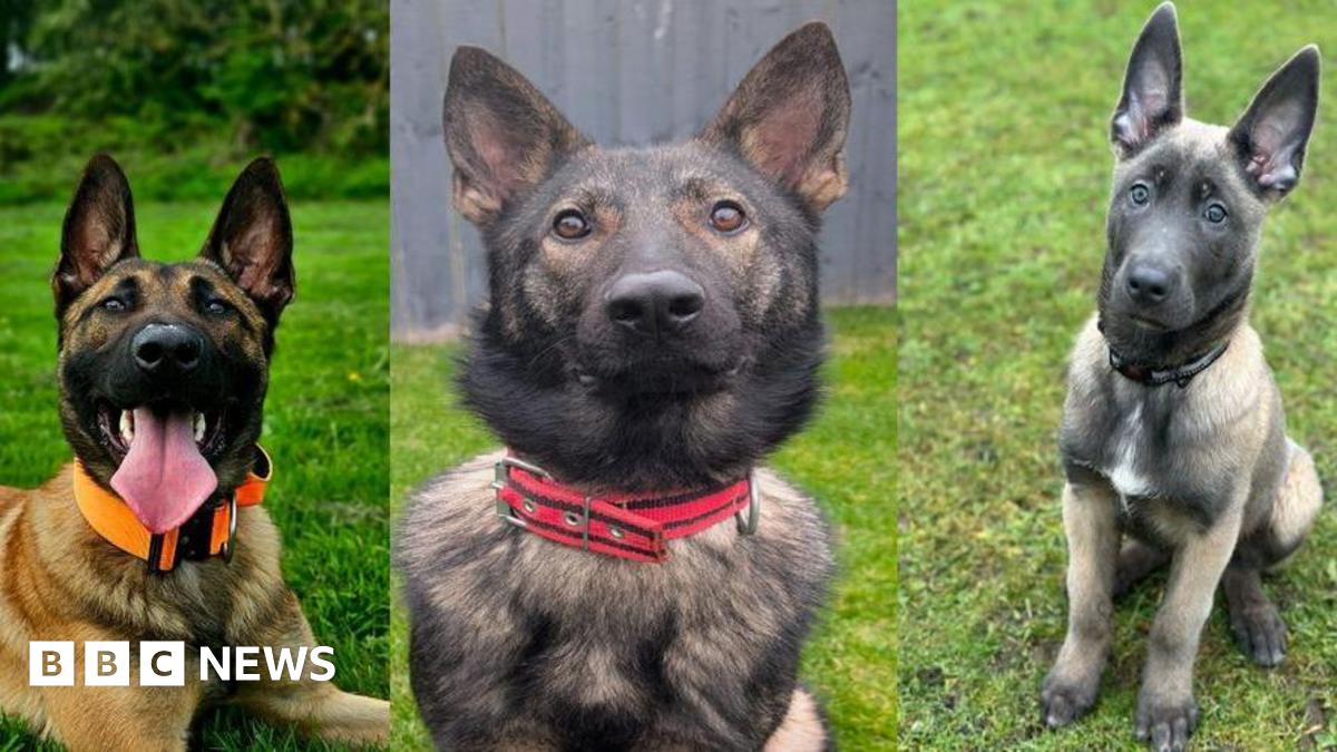 Three rescued abandoned puppies qualify as police dogs in Durham - BBC News