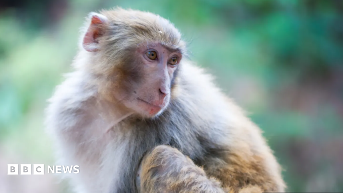 All missing monkeys now found after escape from US research lab in ...
