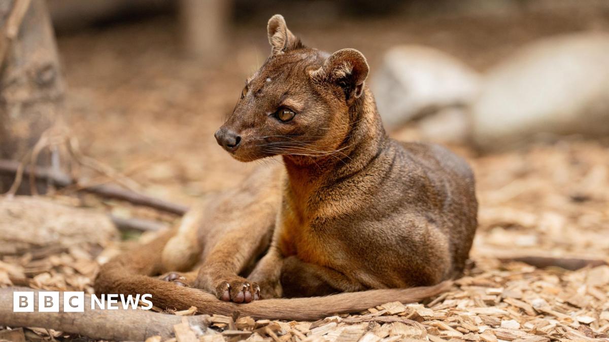 Breeding hope as rare fossa arrives at Chester Zoo from US - BBC News