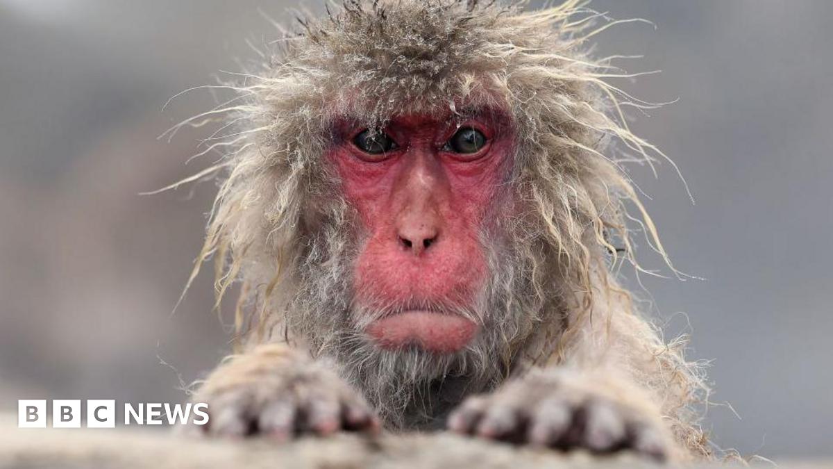 What should you do if you encounter an escaped monkey? - BBC News