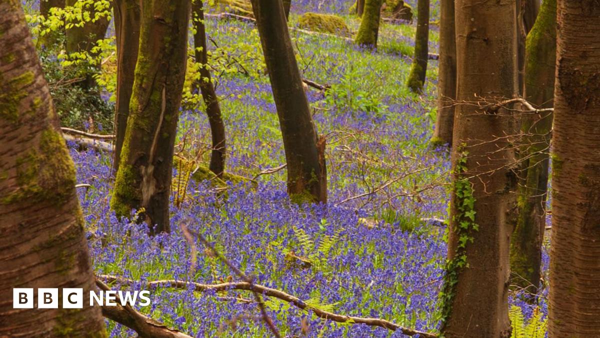 Bluebells spring into life across Gloucestershire - BBC News