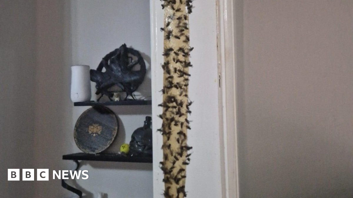 Bettws flies: Mystery of village plagued by swarms of insects - BBC News