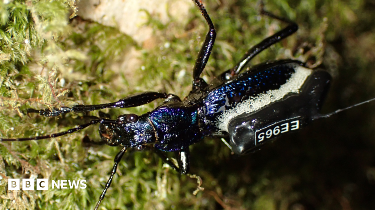 Radio trackers placed on rare beetles across Dartmoor - BBC News