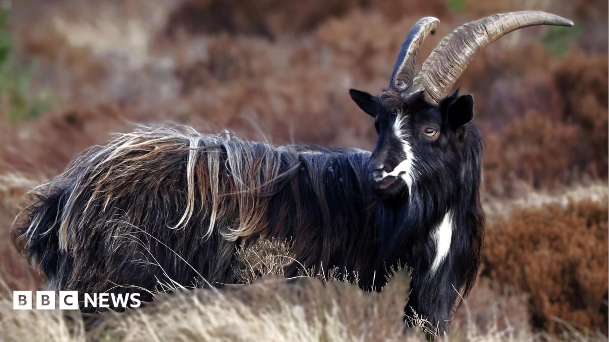Call to protect ancient goats at centre of Langholm Moor cull - BBC News