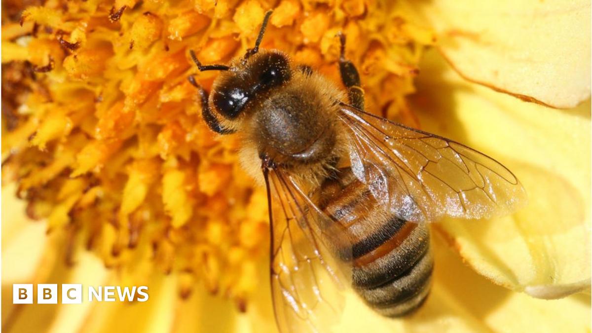 US approves world’s first vaccine for declining honey bees - BBC News