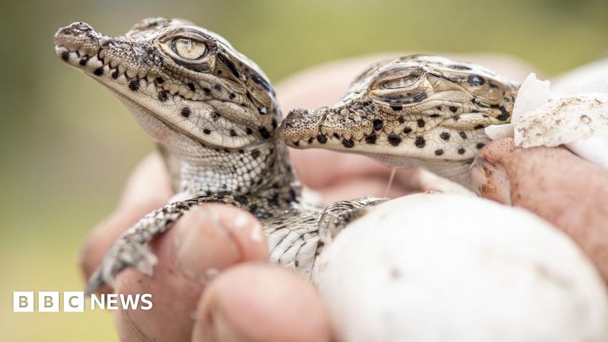 Conservation slowing biodiversity loss, scientists say - BBC News