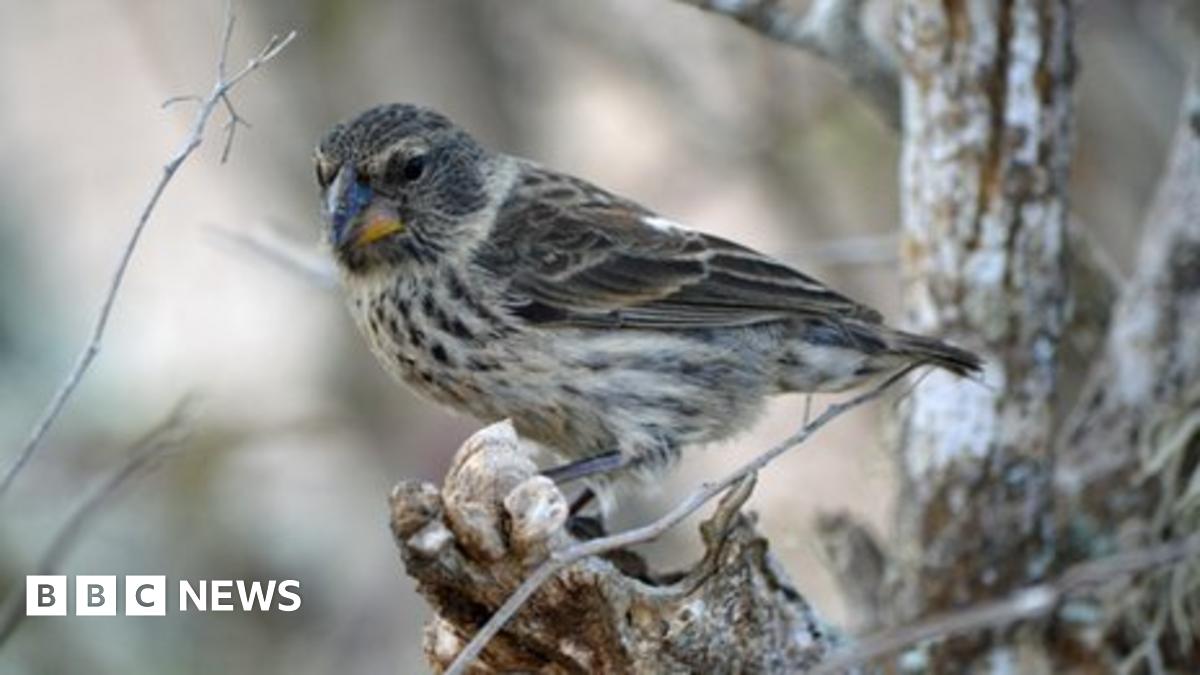 Growing parasite threat to finches made famous by Darwin - BBC News