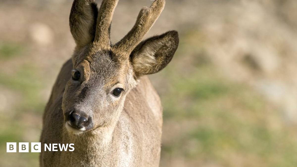 Deer poachers banned from entering Humberside Police area - BBC News