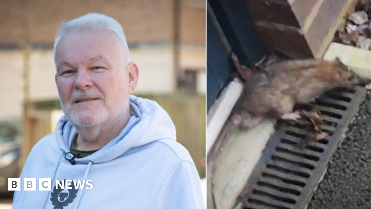 Rat rise in Cardiff leaves resident scared to open front door - BBC News
