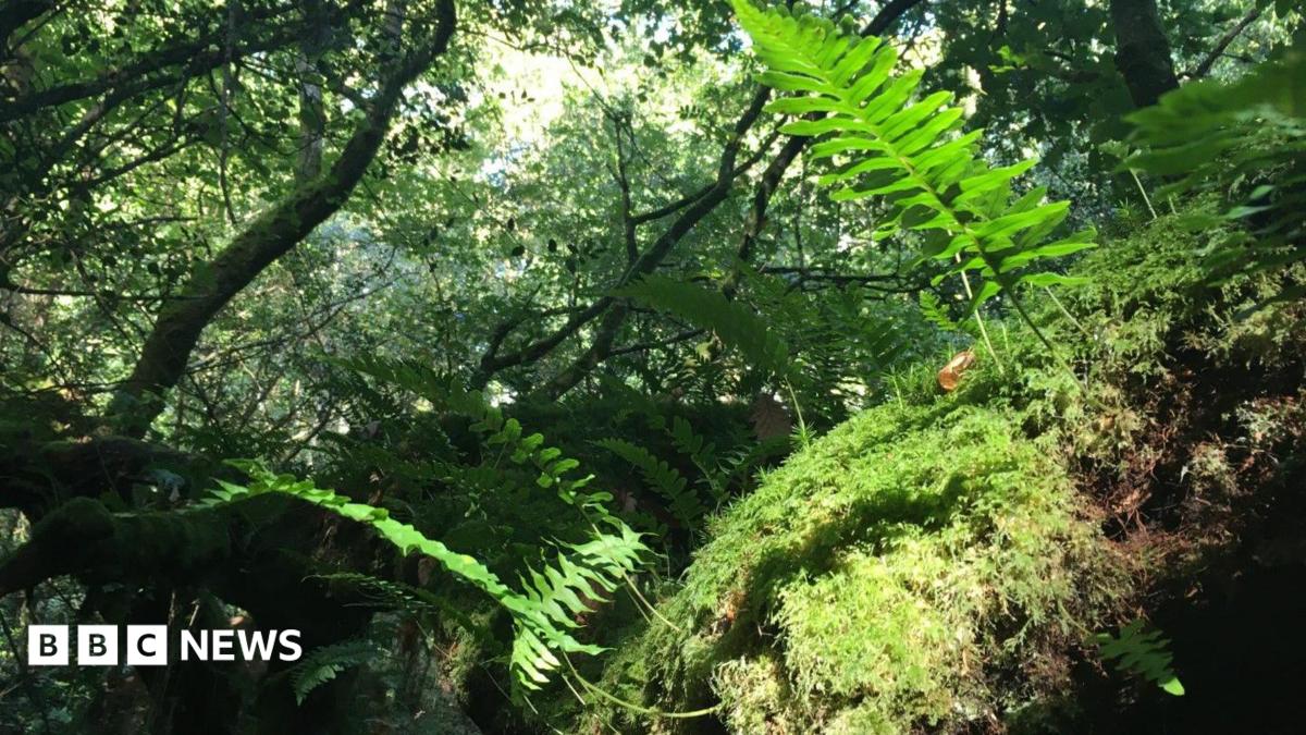 Pembrokeshire: Plan to restore Celtic rainforests - BBC News