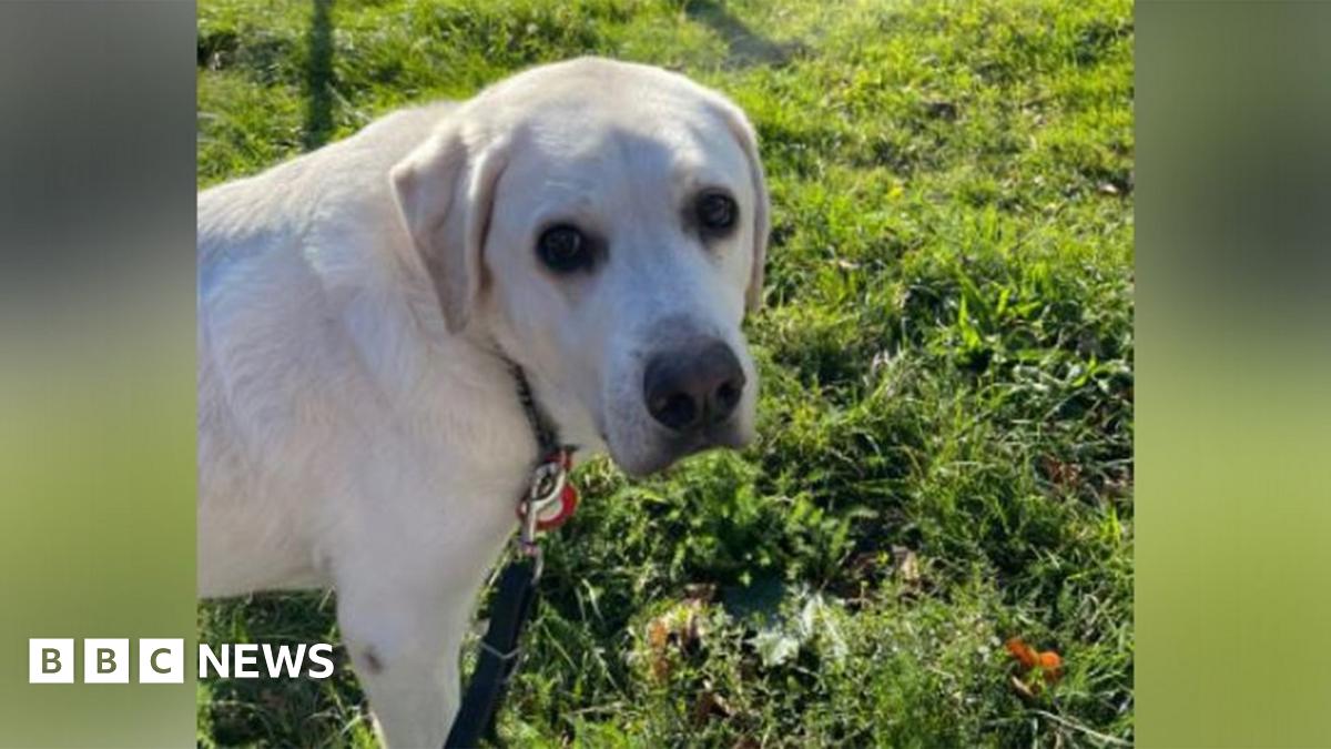 Falling from train platforms: 'It was terrifying, the guide dog was ...